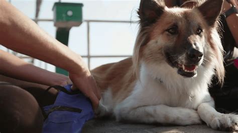 The Wizard Of Paws Season 2 Frida Byutv