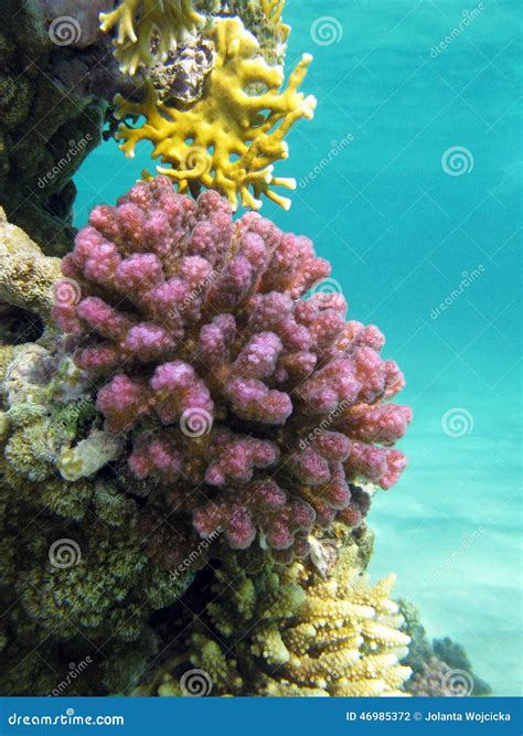 Arrecife De Coral Con El Poccillopora Duro Violeta De Los Corales En La Parte Inferior Del Mar