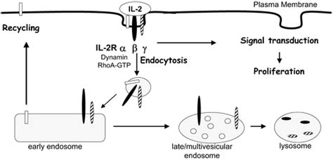 Major Intracellular Events Induced In Lymphocytes Upon Il 2 Treatment