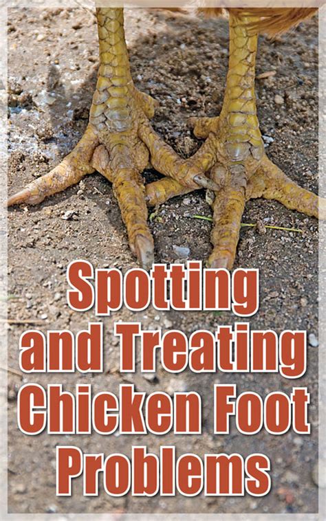 A Guide To Recognizing And Treating Chicken Foot Problems Backyard