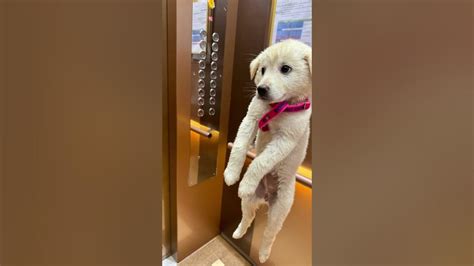 신나게 논 강아지의 최후 새끼진돗개 시고르자브 진도믹스 Youtube