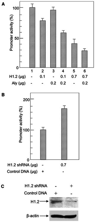 Transcription Of The Human Microsomal Epoxide Hydrolase Gene Ephx1 Is Regulated By Parp 1 And