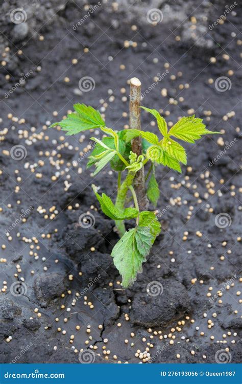 Young Raspberry Sprout In Spring Raspberry Seedlings Planted In