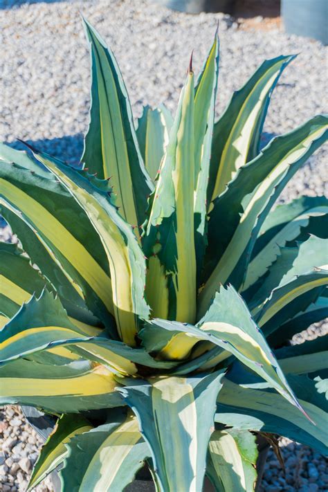 Joshua Tree Buy Yucca Brevifolia Online Cactus World