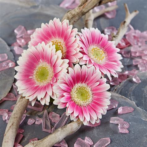 Piccolini Make Me Bloom