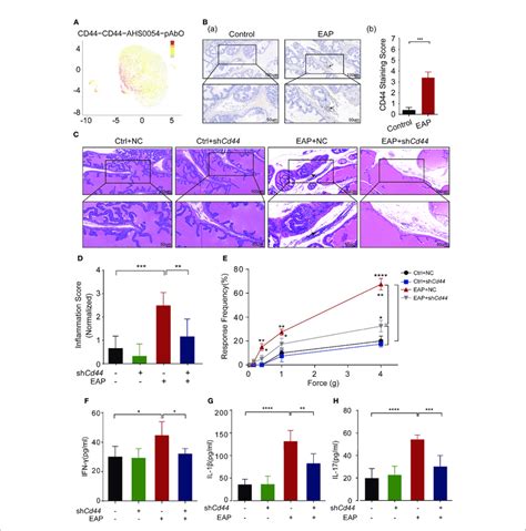 identification and validation of key molecule cd44 for cp cpps a