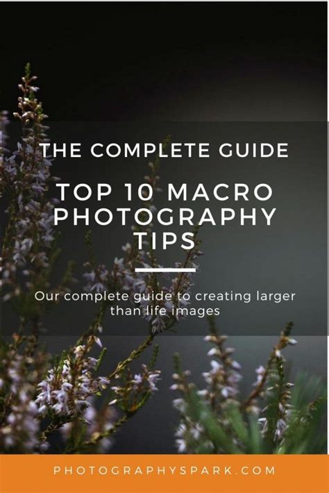 Top 10 Macro Photography Tips The Complete Guide