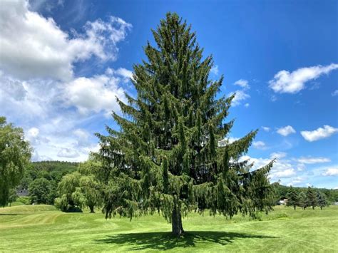Conifers New England Trees