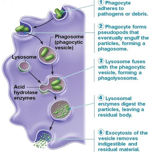 Chapter 21 Immune System Flashcards Quizlet