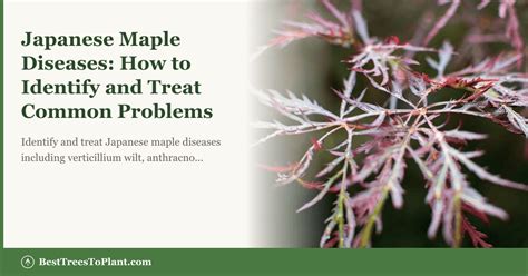 Japanese Maple Diseases How To Identify And Treat Common Problems