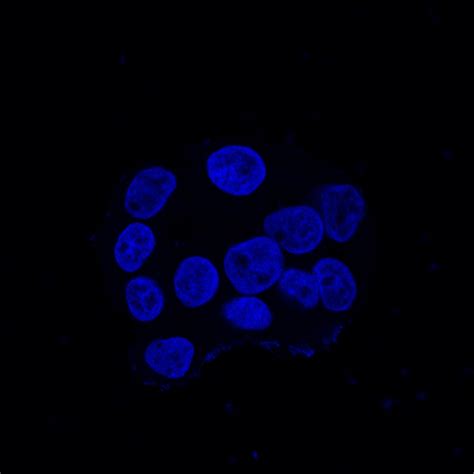 329 Questions With Answers In Hep G2 Cells Scientific Method