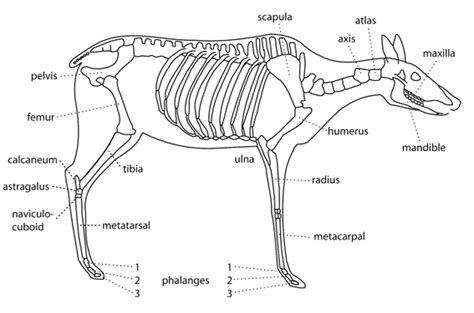 5 Diagram Of The Skeleton Of An Artiodactyl Showing The Various Bones