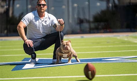 The Bully Pit American Bully Breeder In Dallas Tx Bgm Warehouse