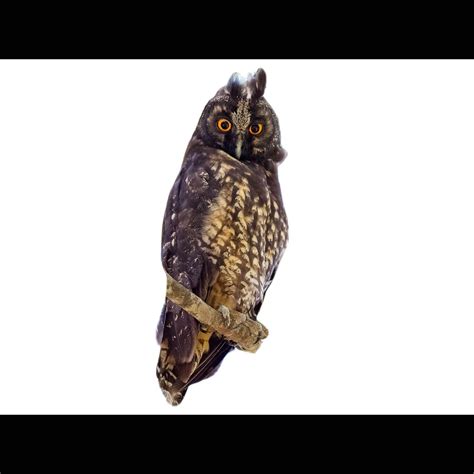 Stygian Owl Asio Stygius Identification Birda