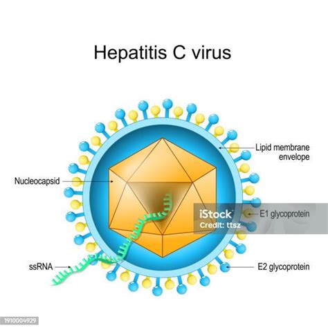 Structure Of Hepatitis C Virus Virion Anatomy Stock Illustration