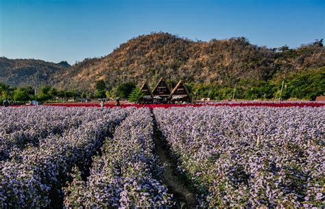 Impresionantes Campos De Flores En La Campiña Tailandesa · Foto De