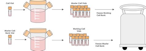 Microbial Cell Banking