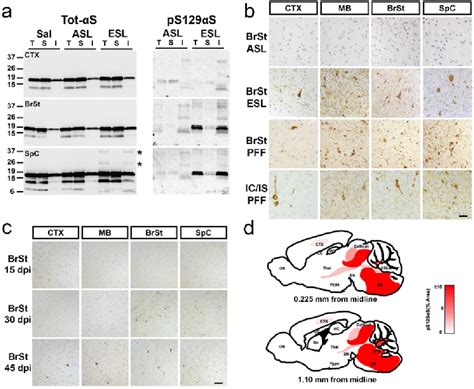 Figure 2 From Soluble And Insoluble Lysates From The Human A53t Mutant α Synuclein Transgenic