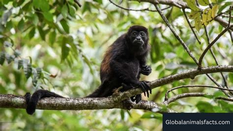 Explore Top 14 Animals With Prehensile Tails With Images