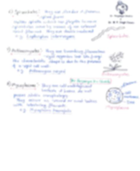 Solution Morphological Classification Of Bacteria Studypool