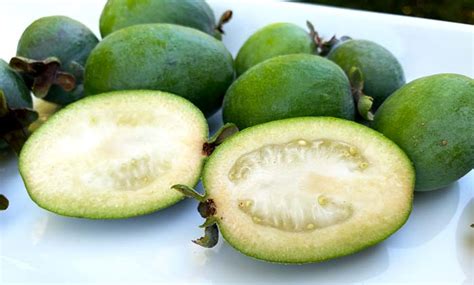 How To Grow Pineapple Guavas Feijoa In Cooler Climates Tyrant Farms