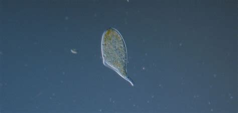 Ciliates At
