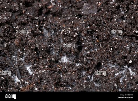 Chestnut Mushroom Mycelium Development On Compost Growth Medium Stock