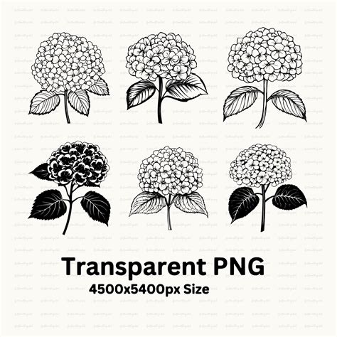 Hydrangea Svg Bundle Hydrangea Silhouette Hydrangea Clipart