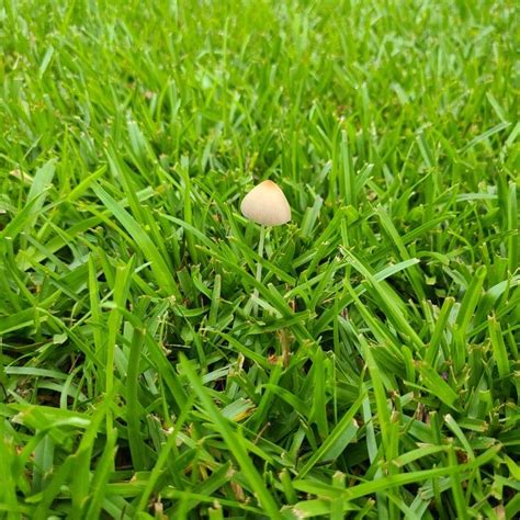 Tiny Toadstools In The Lawn Lawn Toadstool Cultivate