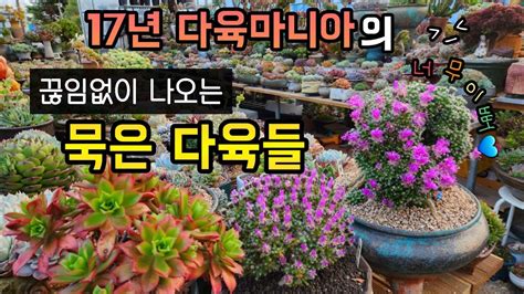 17년 다육마니아의 묵은 다육은 언제가 끝일까🧐ㅣ보서愛다육원010 2101 8770ㅣ신쌤의다다육선多肉植物
