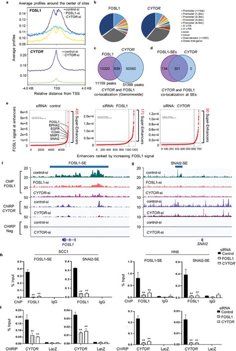 Cytor Facilitates Formation Of Fosl1 Phase Separation And Super
