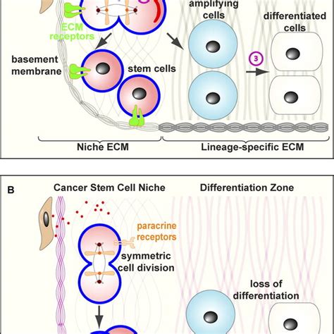 Ecm Is An Essential Component Of Normal And Cancer Stem Cell Niche The