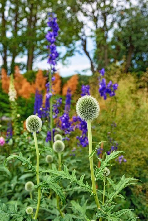 Globe Thistle Flowers Blue Globe Thistle Flowers Known As Echinops