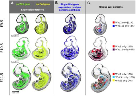 Integrative Mapping Of All Wnt And Fzd Domains Allows Visualisation Of