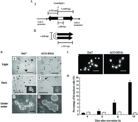 A Vector Construct Of The Stem Loop Rna Directed Against The Full