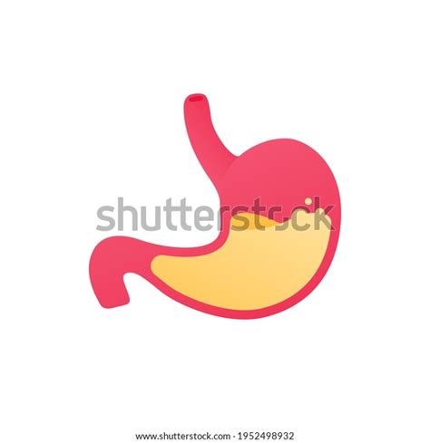 Human Organ Collection Digestion System Vector Stock Vector Royalty Free Shutterstock