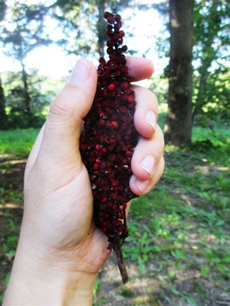Making And Using Sumac Ade In Herbalism Iowa Herbalist