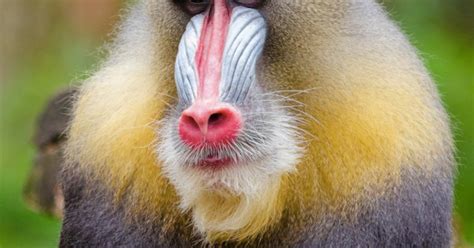 Primates Face A Sexual Trade Off Looking Good Or Having Large Testicles