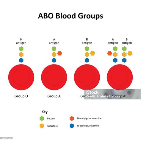 Abo Blood Groups Stock Illustration Download Image Now Blood Group