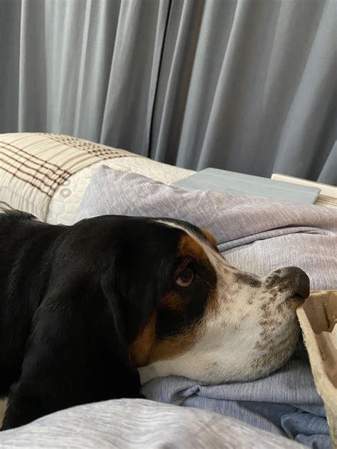 Ruby Doing Her Best Goofy Impression Rbasset