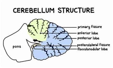 Anatomy Final Lecture 2 4 Flashcards Quizlet