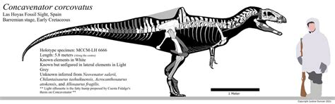 Australovenator Wintonesis Plastospleen R Paleo Skeletals