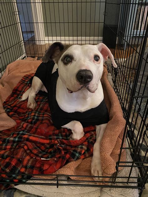 Sweet Sid Had To Have An Emergency Splenectomy Last Week An Undetected Mass On His Spleen