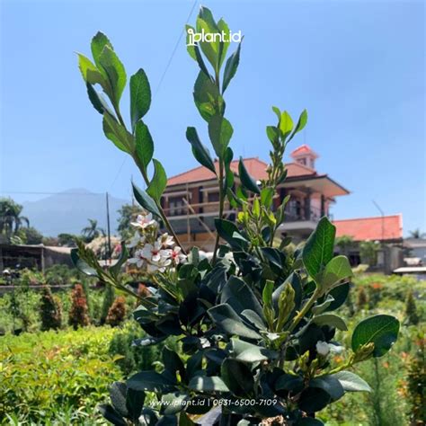 Raphiolepsis Indica Medium