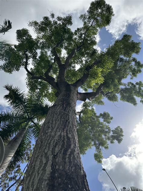 West Indies Mahogany Tree West Indies Mahogany Swietenia Hi Res Stock