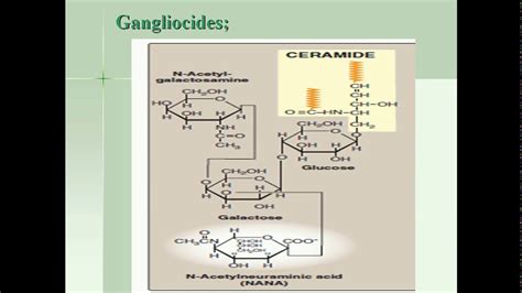 Lecture Of Dr Amir Mughal On Topic Glycolipids Structure