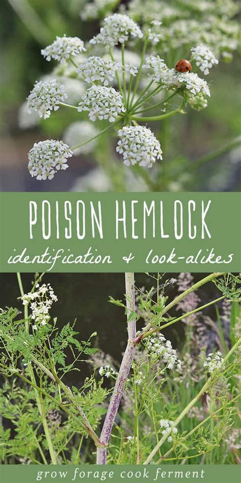 Best 13 How To Identify Poison Hemlock And Its Lookalikes Artofit
