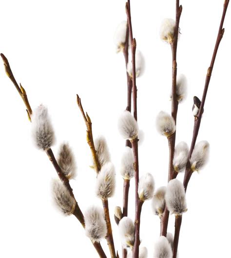 30 Stems Dried Pussy Willow Branches For Vases 22 Inches