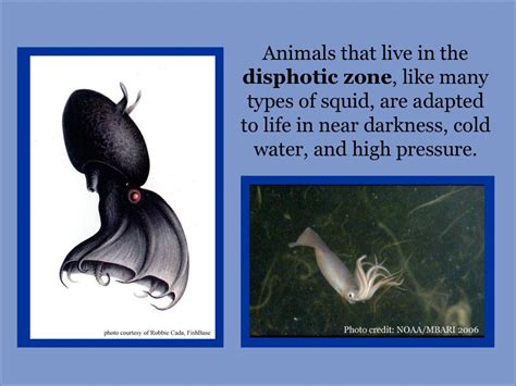 The Open Ocean Ppt Download