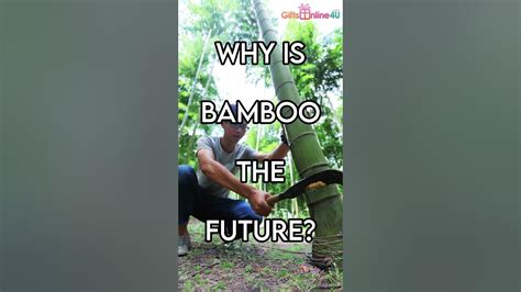 Why Is Bamboo The Future Discover The Truth Youtube